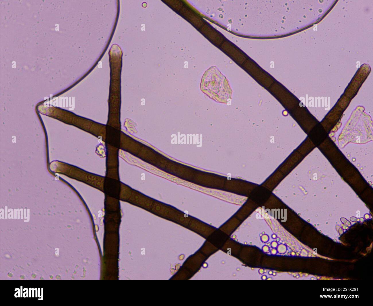 (Periconia typhicola), Fungi, 35039 Marburg, Deutschland, ex Typha ...