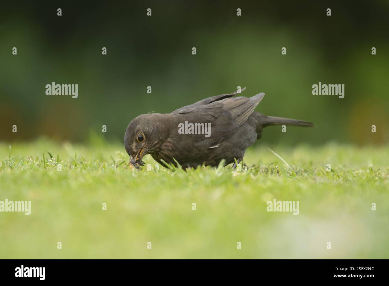 Common or Eurasian blackbird (Turdus merula) adult female bird ...