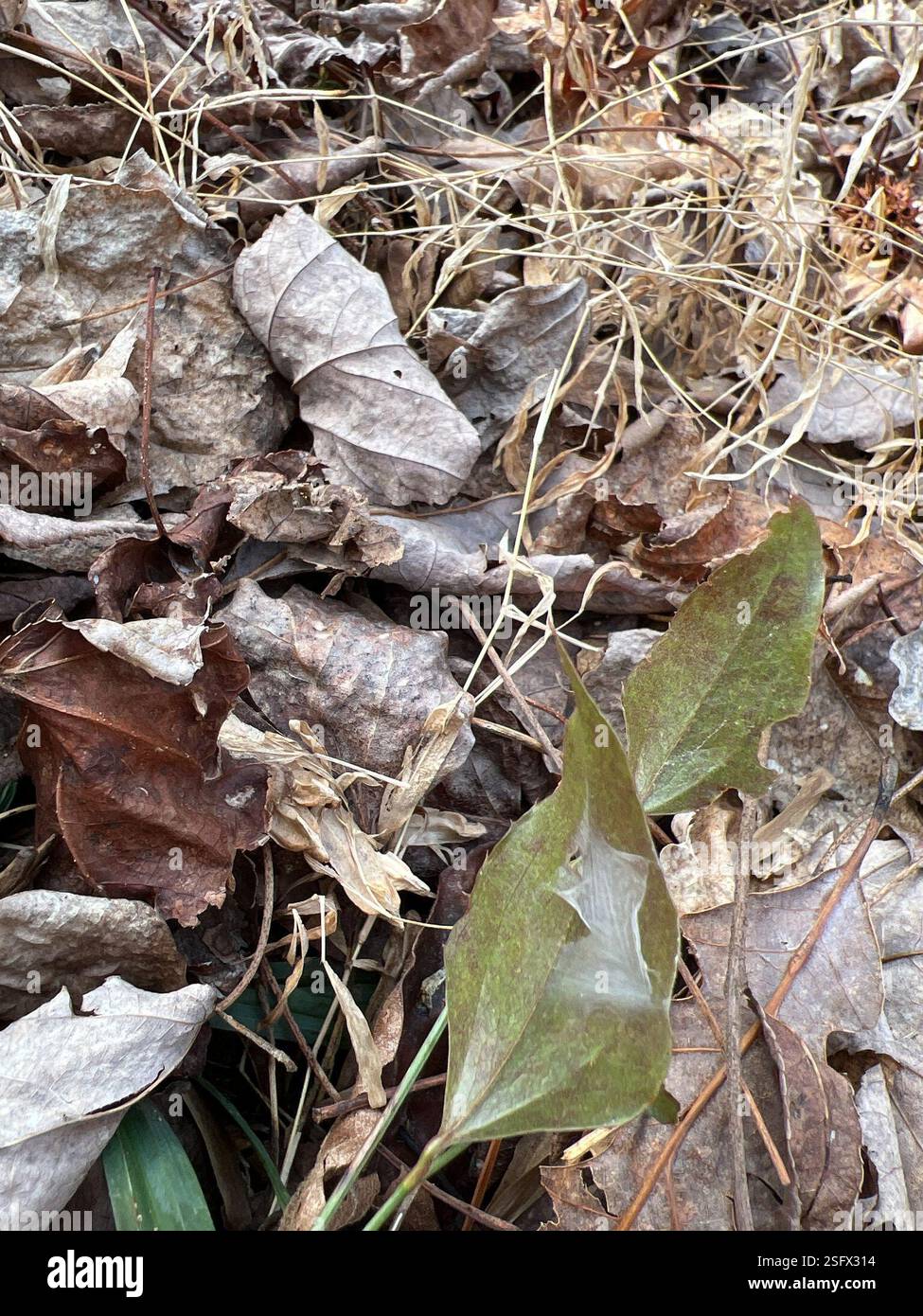 sawbrier (Smilax glauca), Plantae, Awls Haven Dr, Raleigh, NC, US Stock ...
