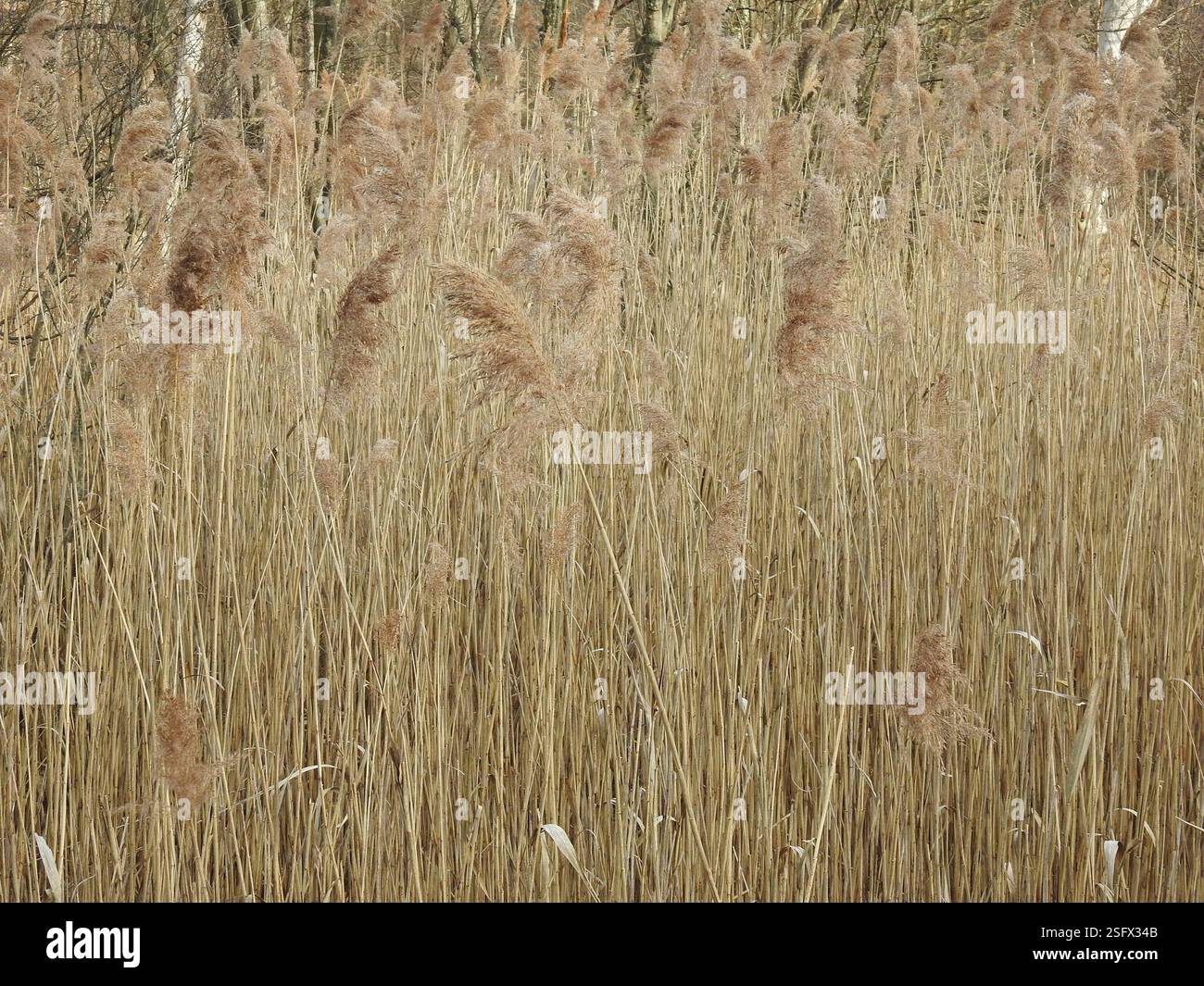 common reed (Phragmites australis), Plantae, Allegheny County, PA, USA ...