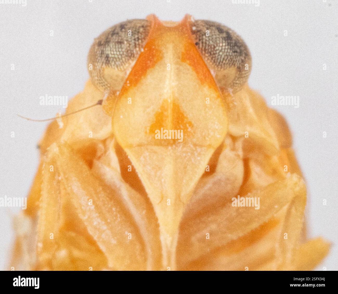 (Haplaxius frontalis), Insecta, Cuernavaca, Morelos, Mexico ...