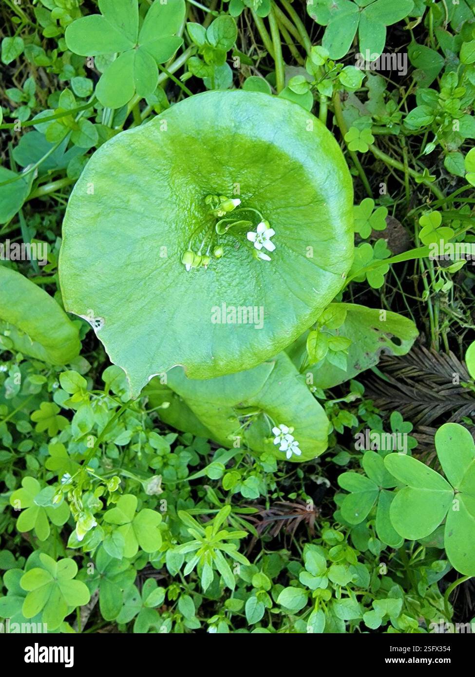 spring beauties (Claytonia), Plantae, McWay Waterfall Trailhead Stock ...