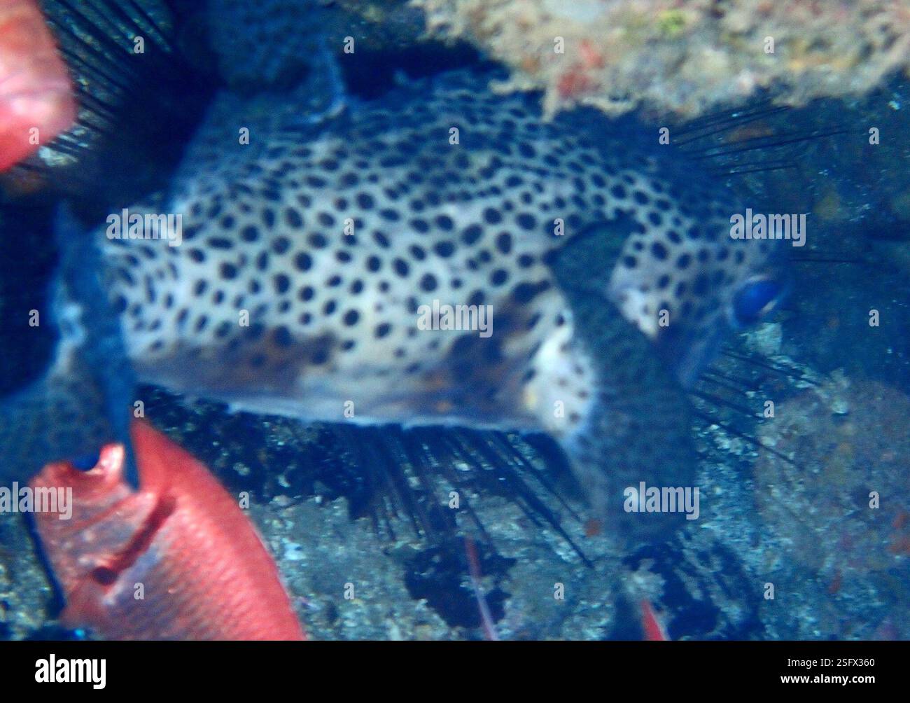Spotfin Burrfish (Chilomycterus reticulatus), Actinopterygii, Calheta ...