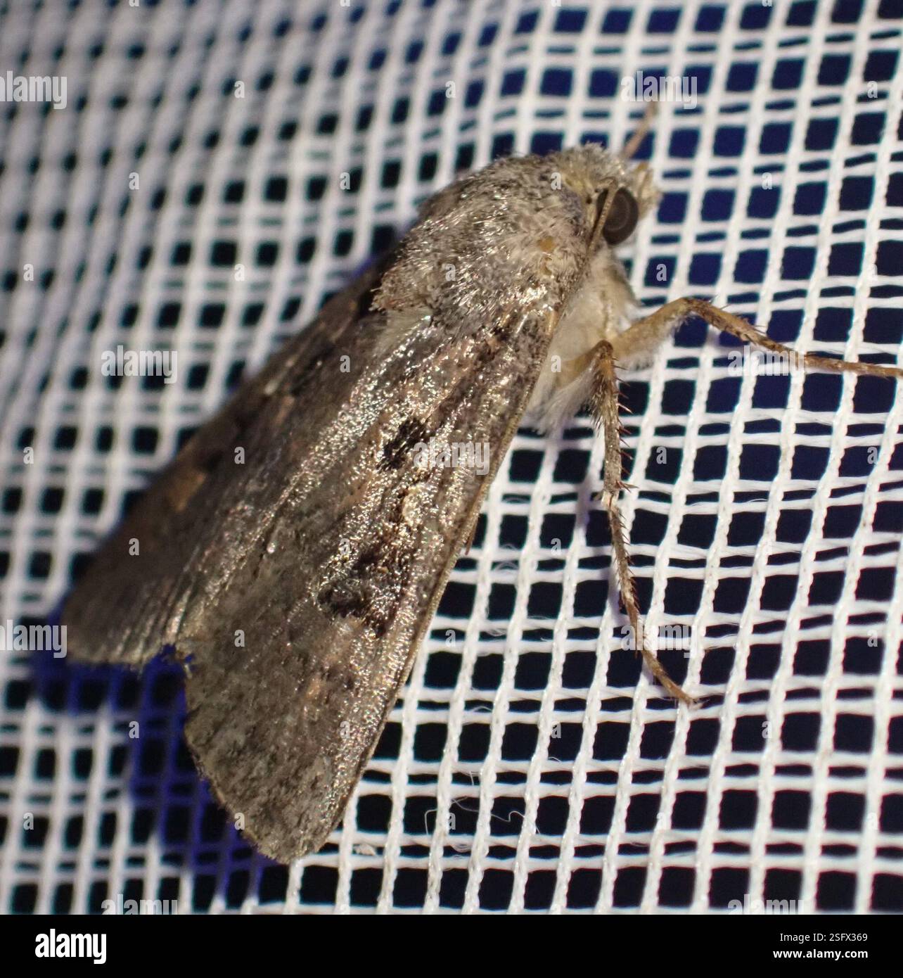 (Agrotis), Insecta, Santo Antão, Cape Verde, CV Stock Photo - Alamy