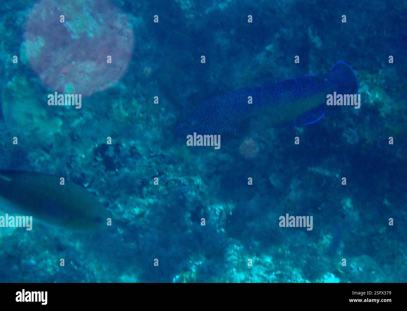 African Hind (Cephalopholis taeniops), Actinopterygii, Baía da ...