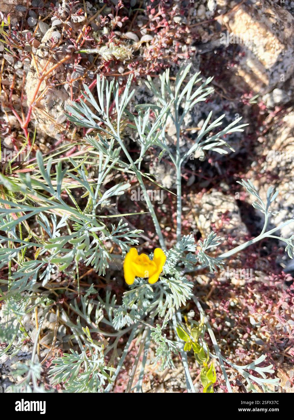 goldpoppy (Eschscholzia parishii), Plantae, Santa Rosa and San Jacinto ...