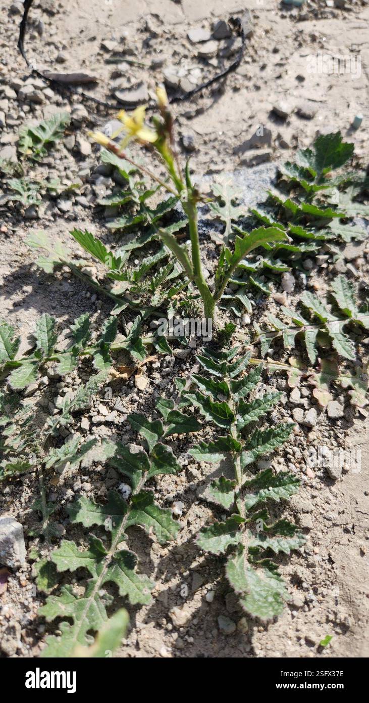 Saharan Mustard (Brassica tournefortii), Plantae, Whitewater, CA 92282 ...