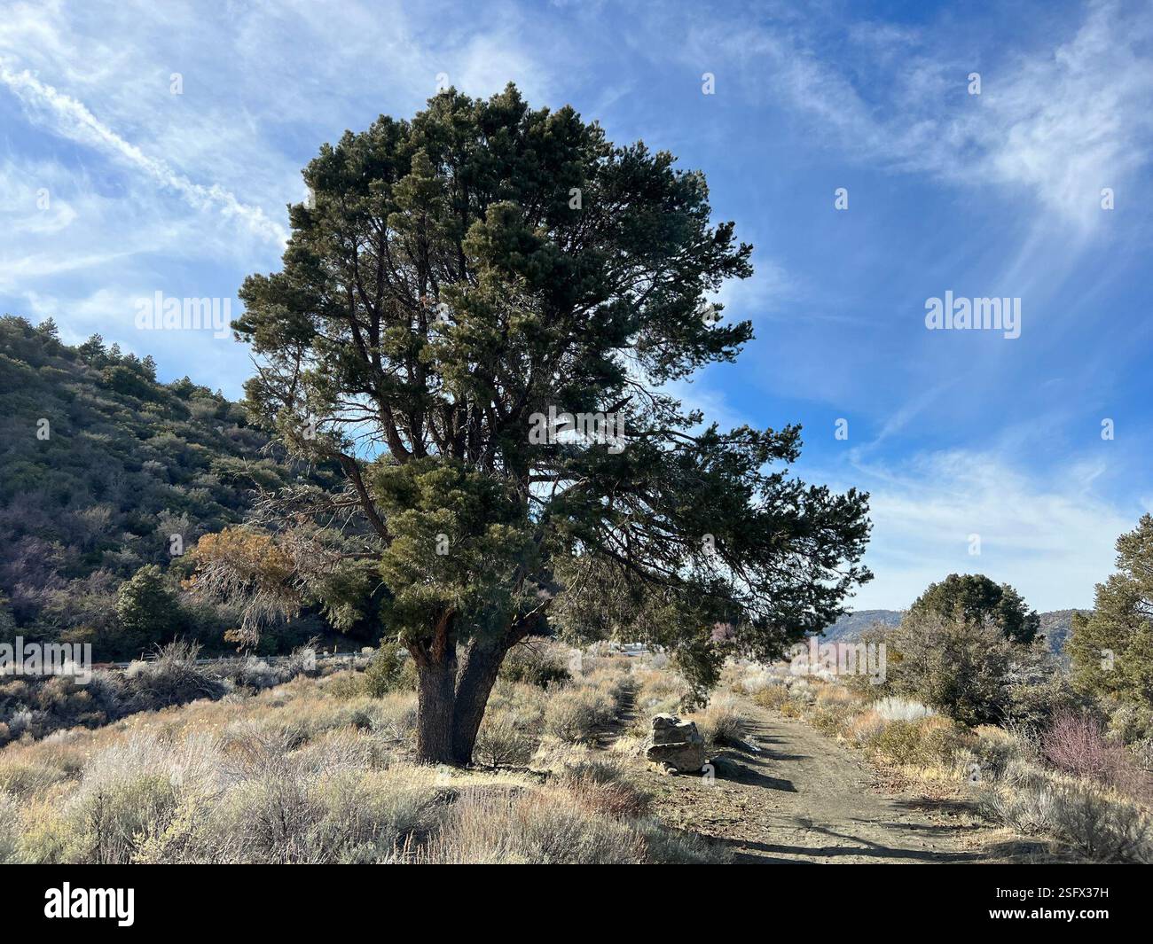 singleleaf pinyon (Pinus monophylla), Plantae, San Bernardino National ...