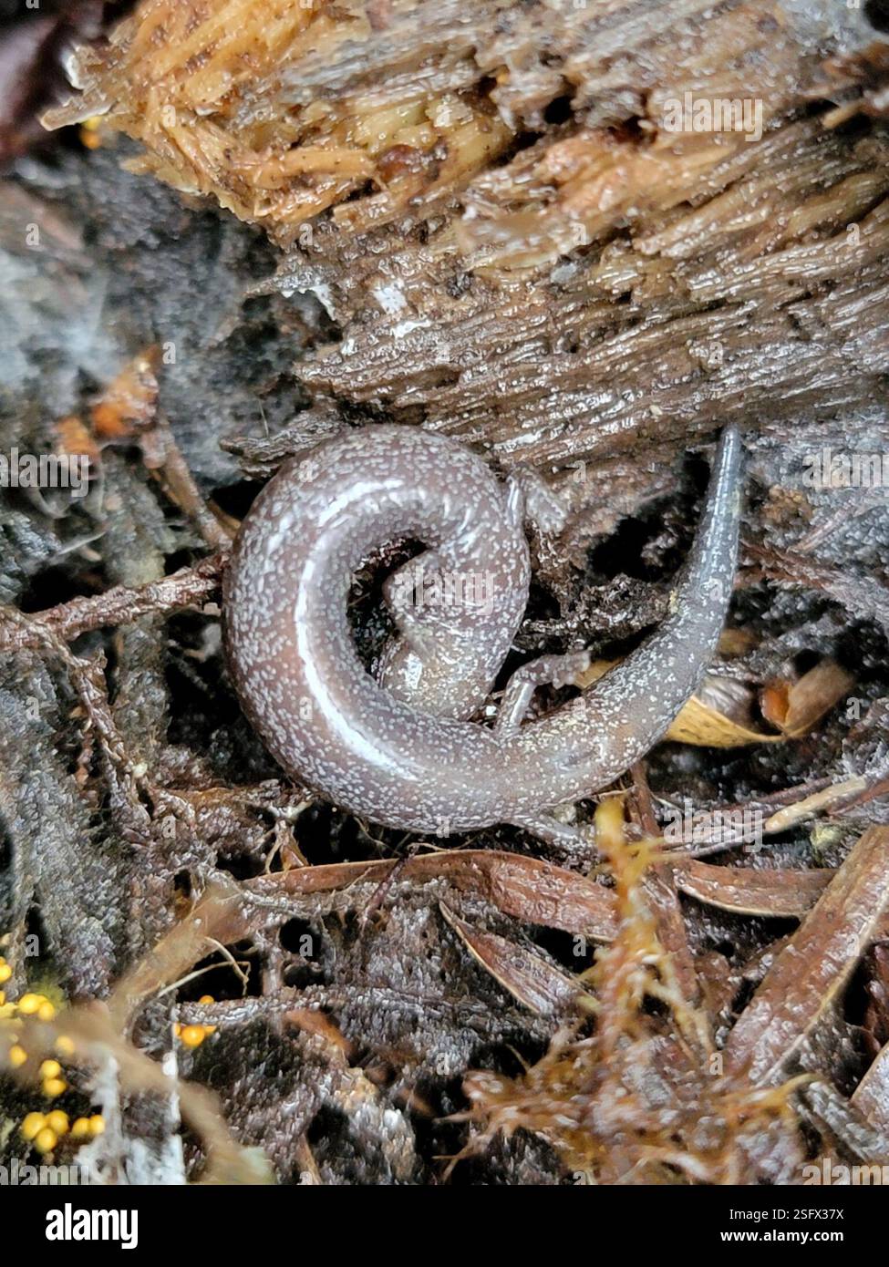 California Slender Salamander (Batrachoseps attenuatus), Amphibia ...