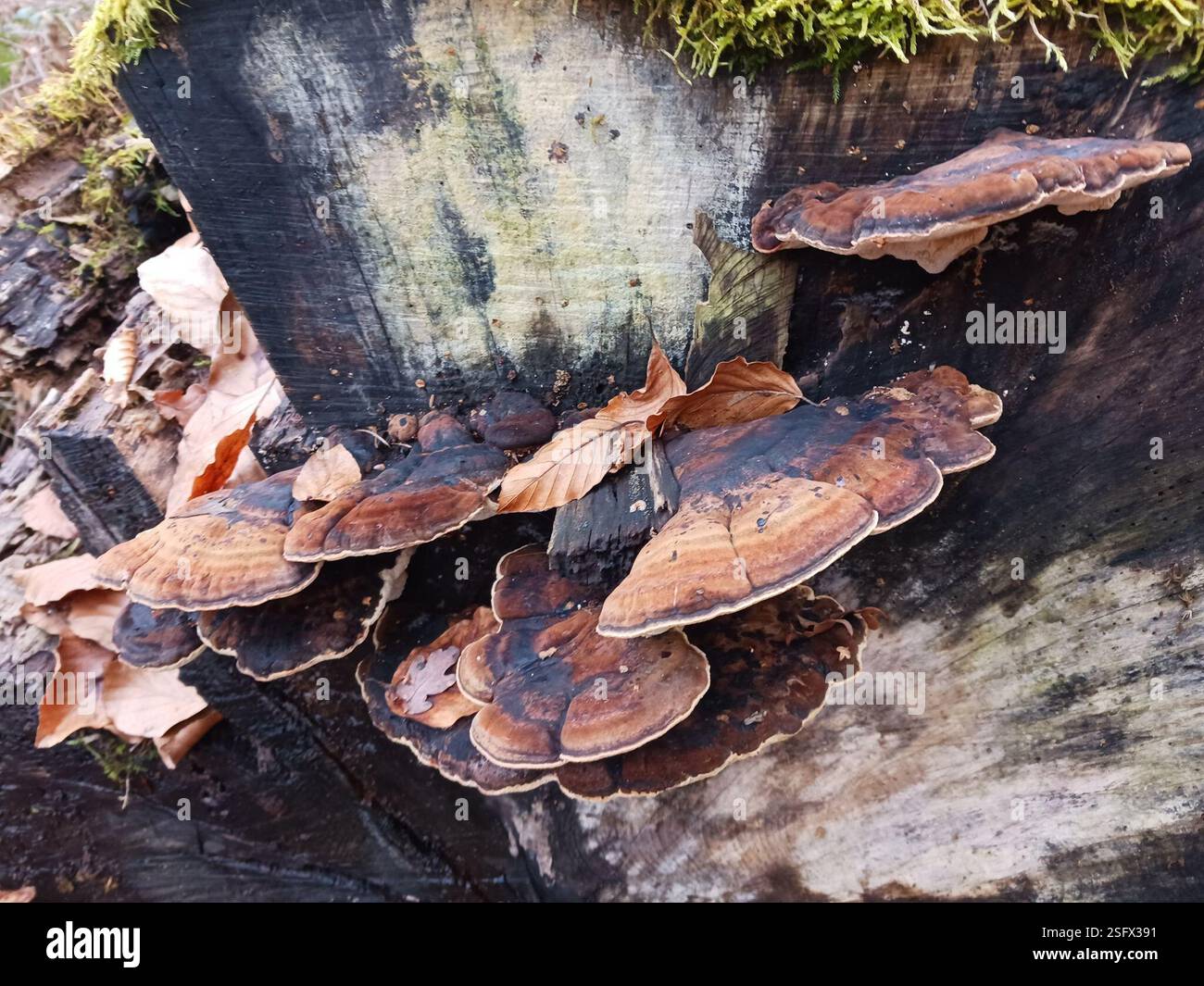 Resinous Polypore (Ischnoderma resinosum), Fungi, Cölbe, Deutschland ...