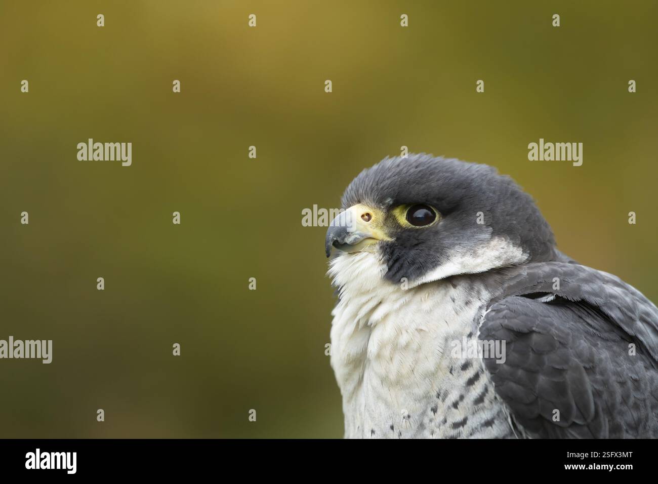 Peregrine falcon (Falco peregrinus) adult bird of prey head portrait ...