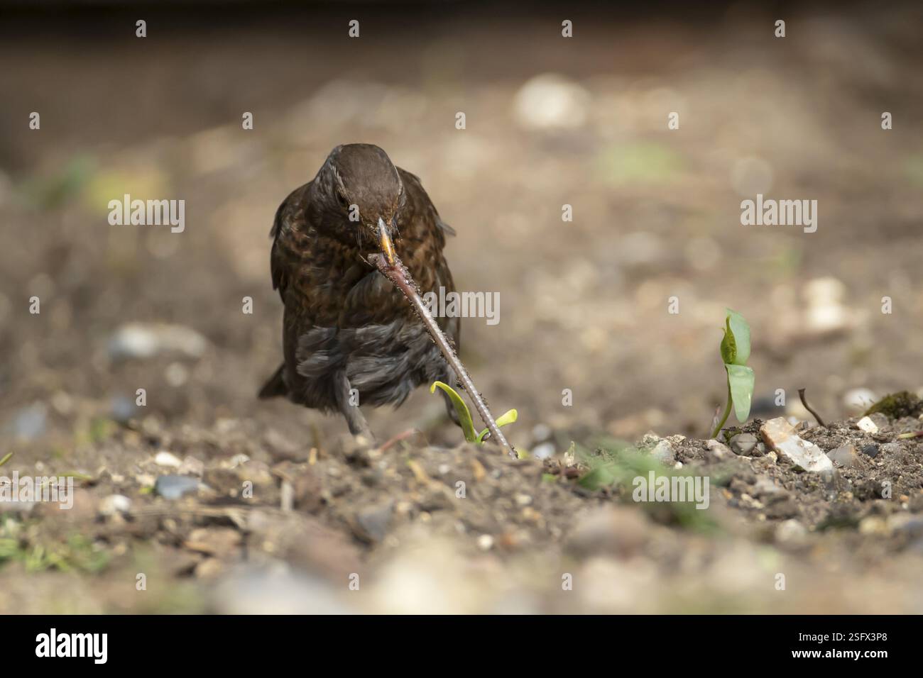 Common or Eurasian blackbird (Turdus merula) adult female bird pulling ...