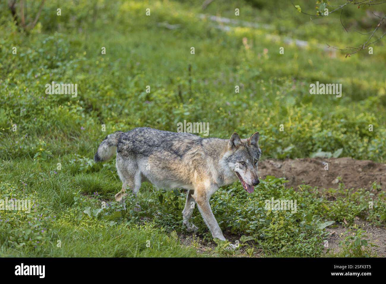One adult male eurasian gray wolf (Canis lupus lupus) running through ...
