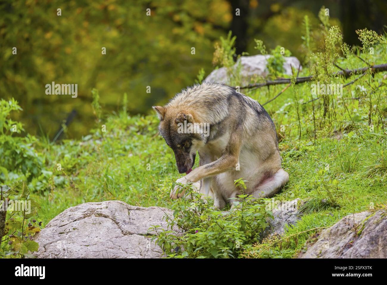 An adult male eurasian gray wolf (Canis lupus lupus) sits on a green ...