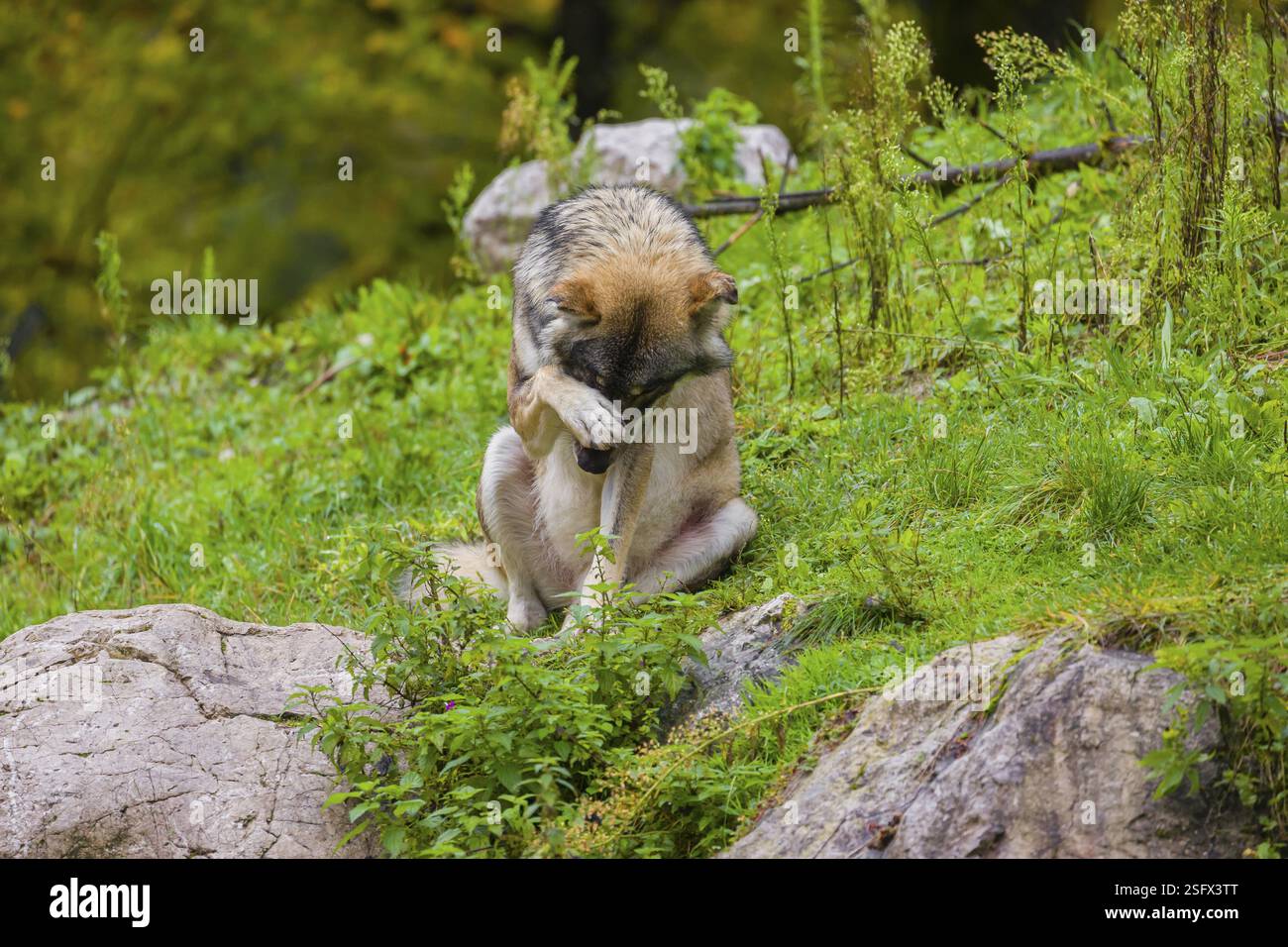 An adult male eurasian gray wolf (Canis lupus lupus) sits on a green ...