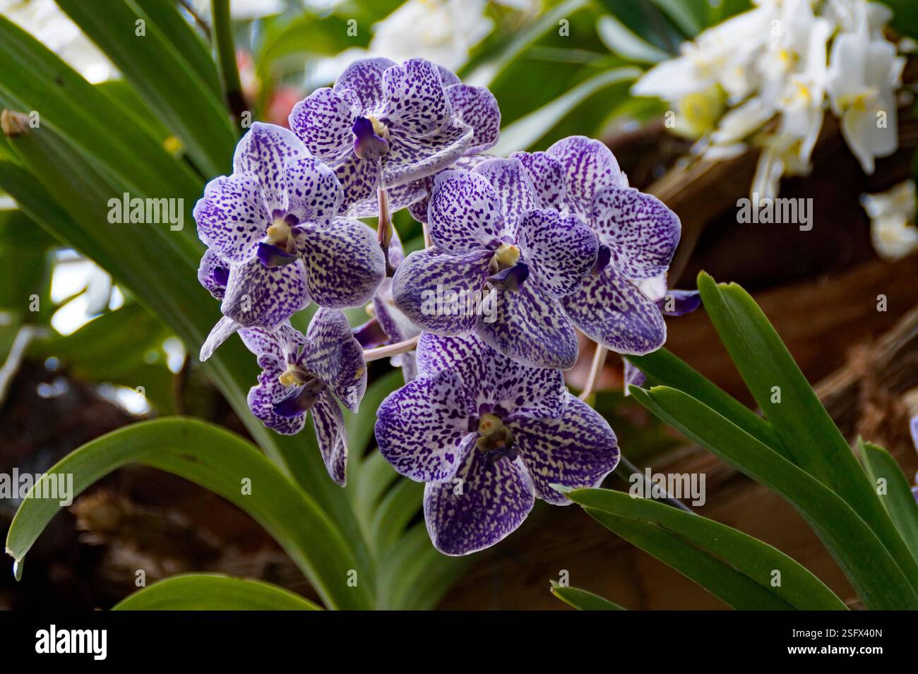 a gorgeous giant purple tiger orchid Stock Photo - Alamy