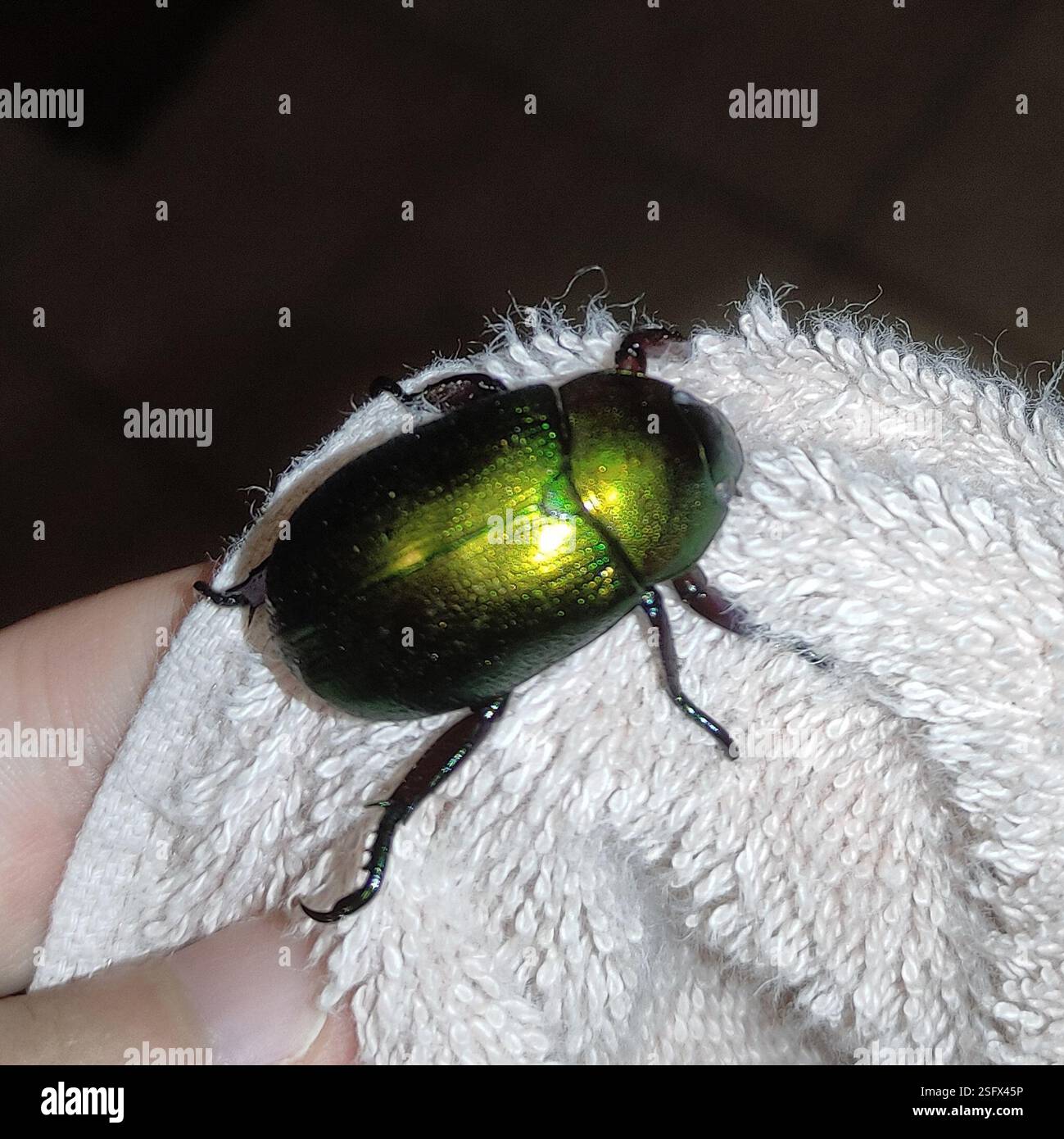 Shining Leaf Chafers (Rutelinae), Insecta, Praia Vermelha, Ubatuba - SP, Brasil Stock Photo - Alamy