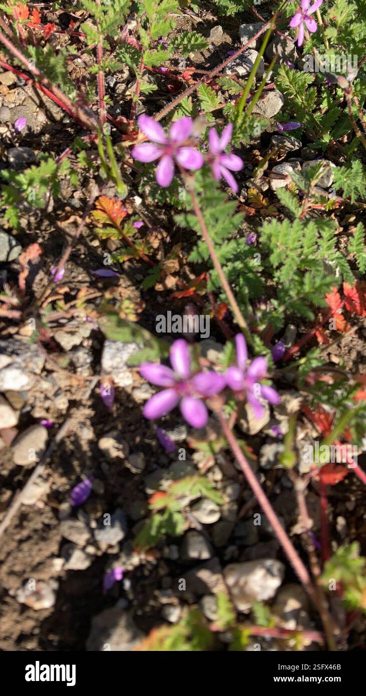 Redstem Stork's-bill (Erodium cicutarium), Plantae, Camarillo Stock ...