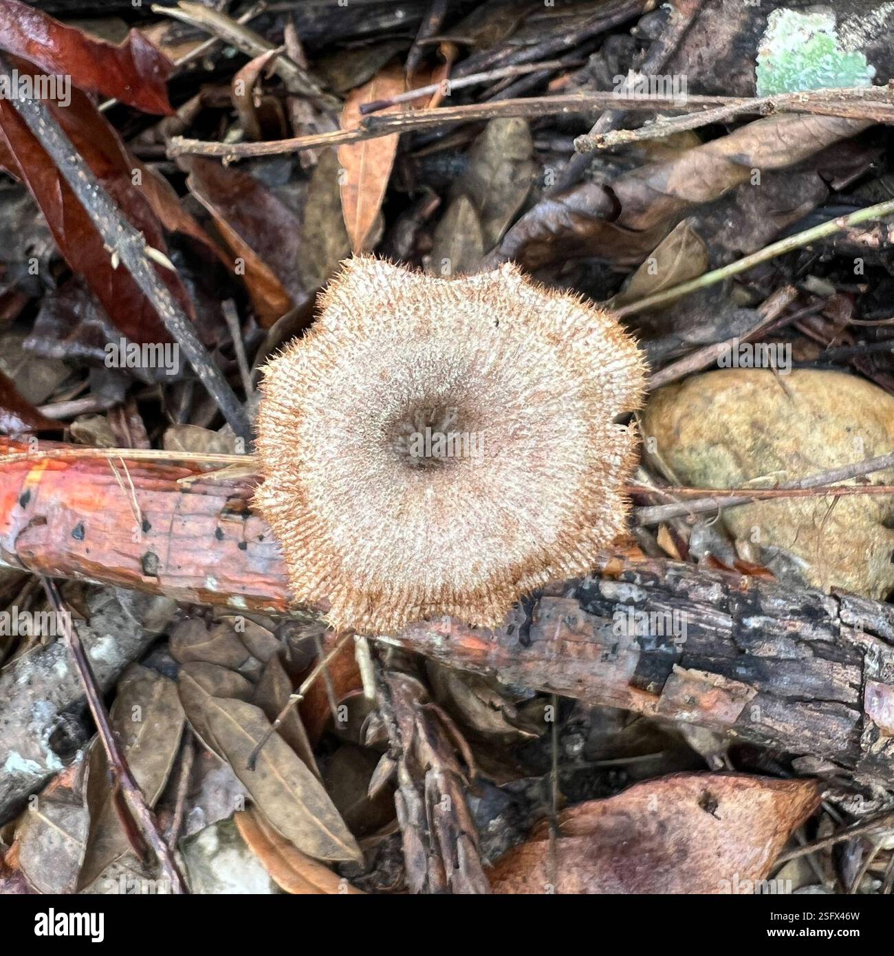 (Panus), Fungi, Cayo District, Belize Stock Photo - Alamy