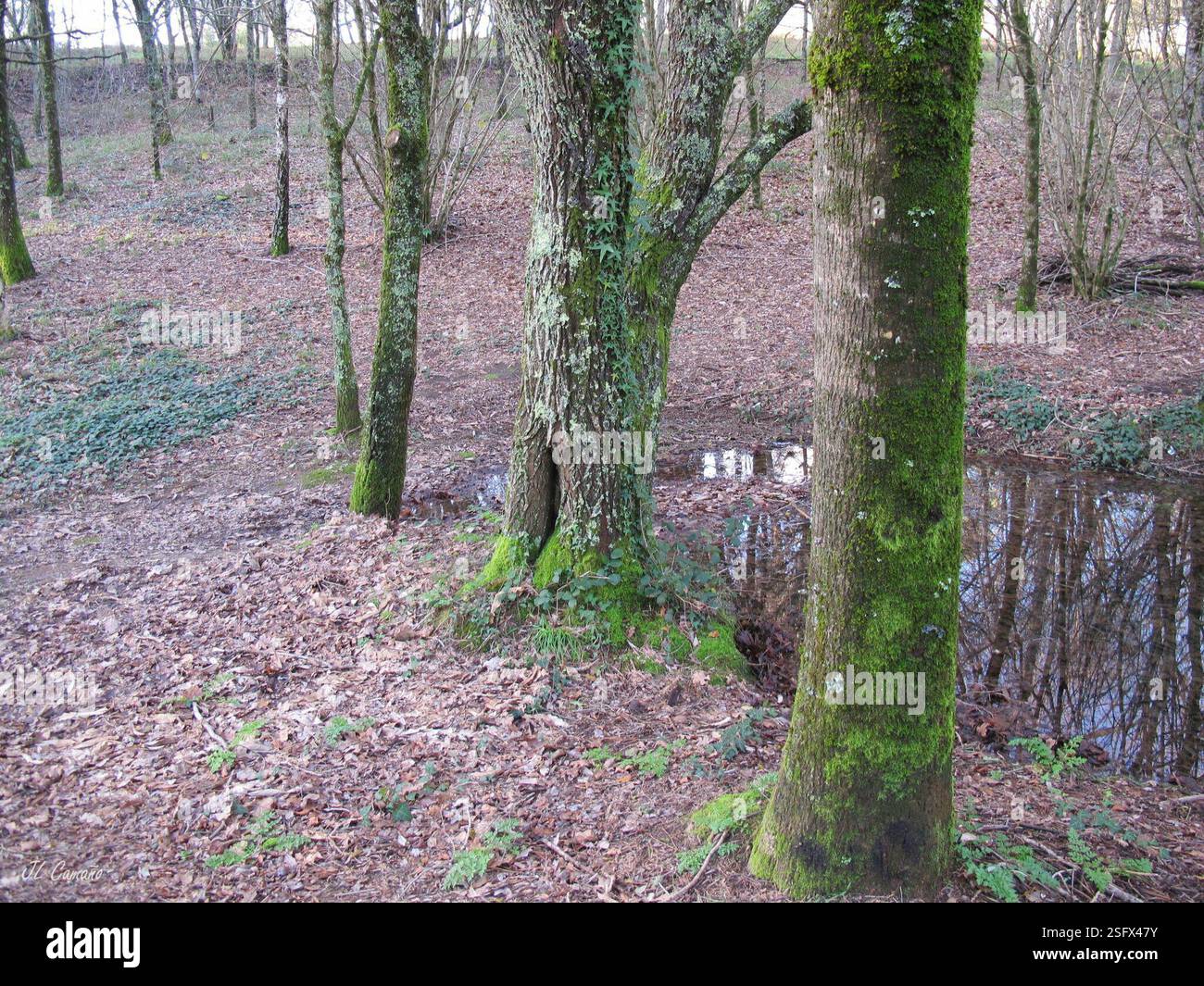 Lateral Cryphaea (Cryphaea heteromalla), Plantae, Universidad de Vigo ...