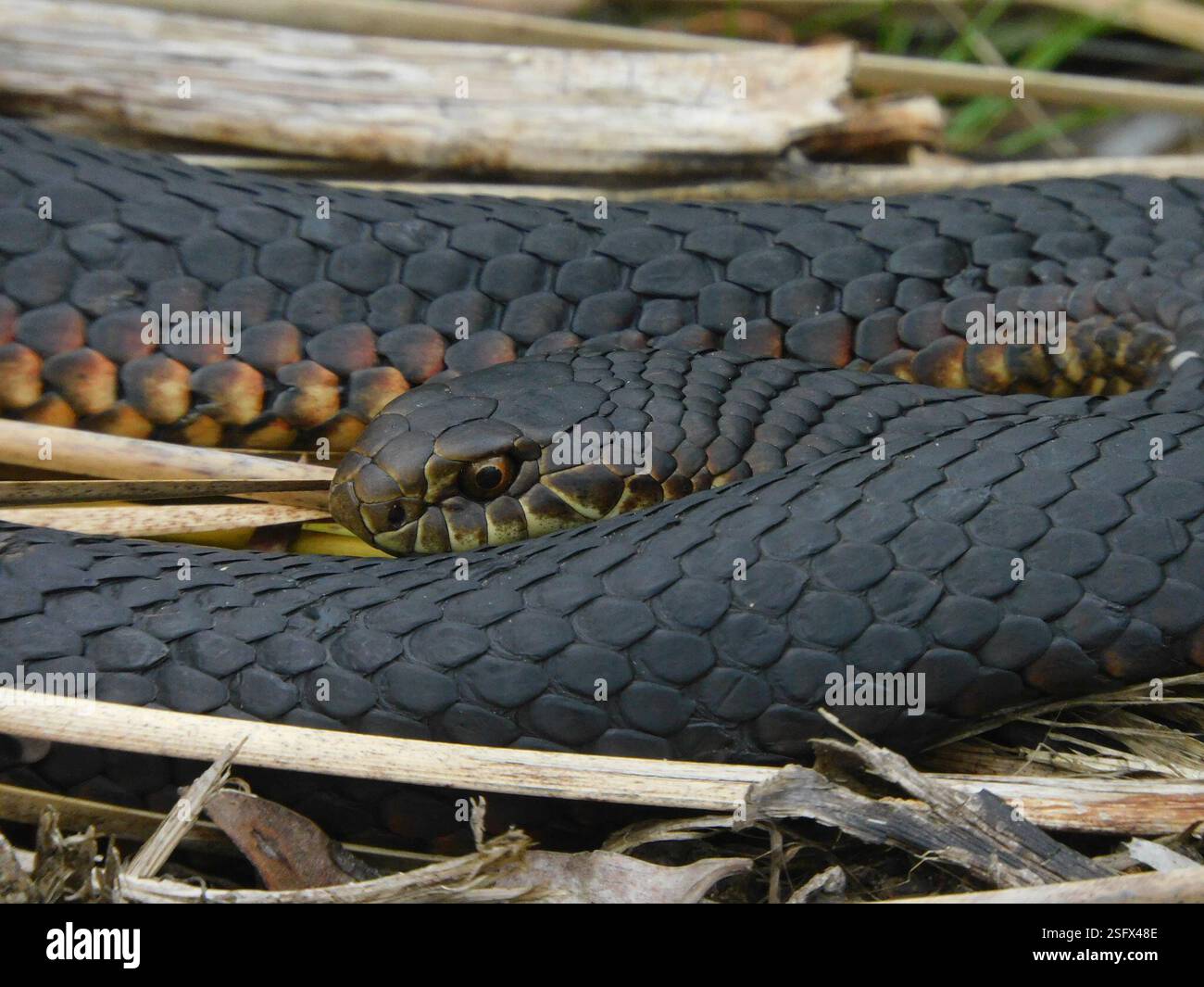 Lowlands Copperhead (Austrelaps superbus), Reptilia, Hobart TAS ...
