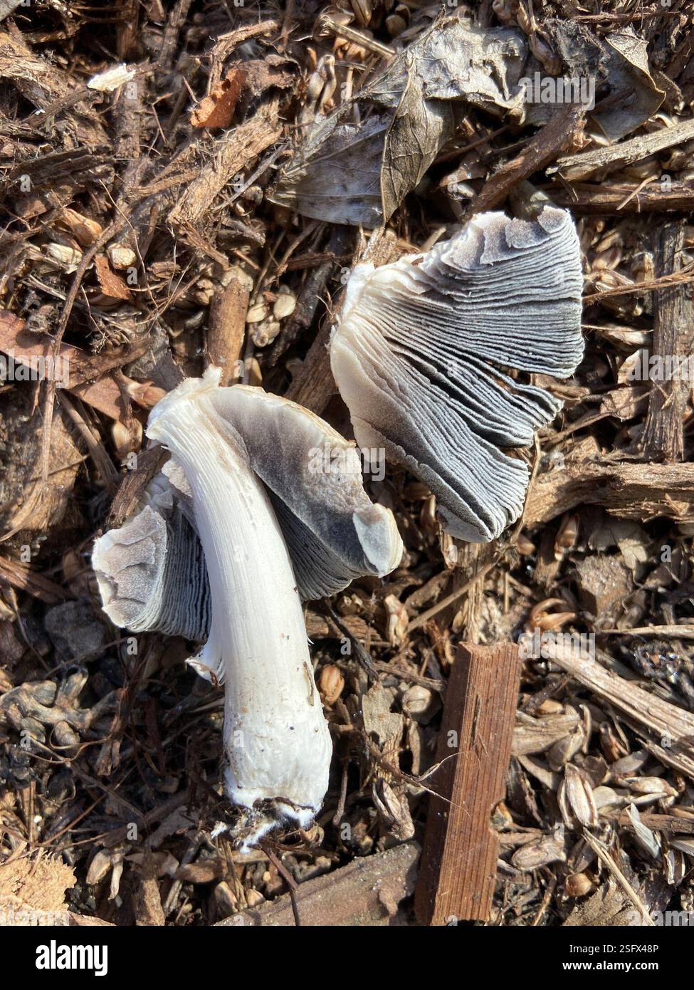 Brittlestems and Allies (Psathyrellaceae), Fungi, Waterfront Dr, Los ...