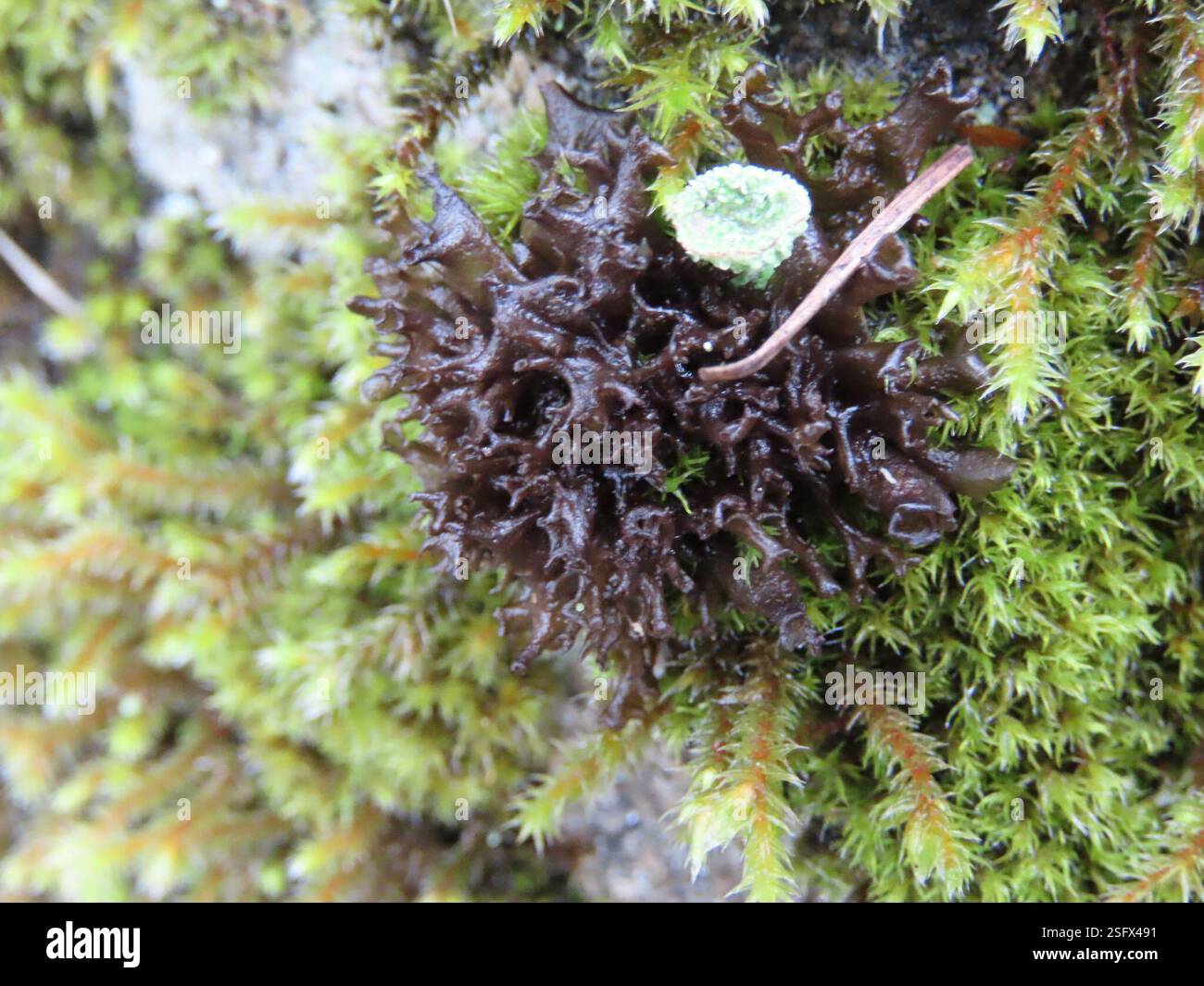 Antlered Jellyskin Lichen (Scytinium palmatum), Fungi, Capital, BC ...