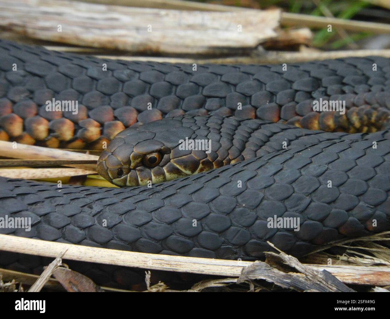 Lowlands Copperhead (Austrelaps superbus), Reptilia, Hobart TAS ...