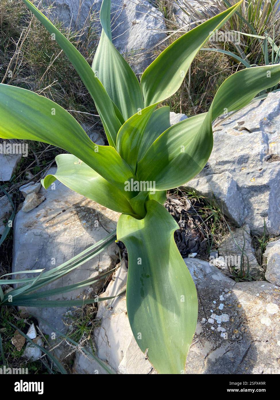 Numidian Squill (Drimia numidica), Plantae, Parc Natural de la ...