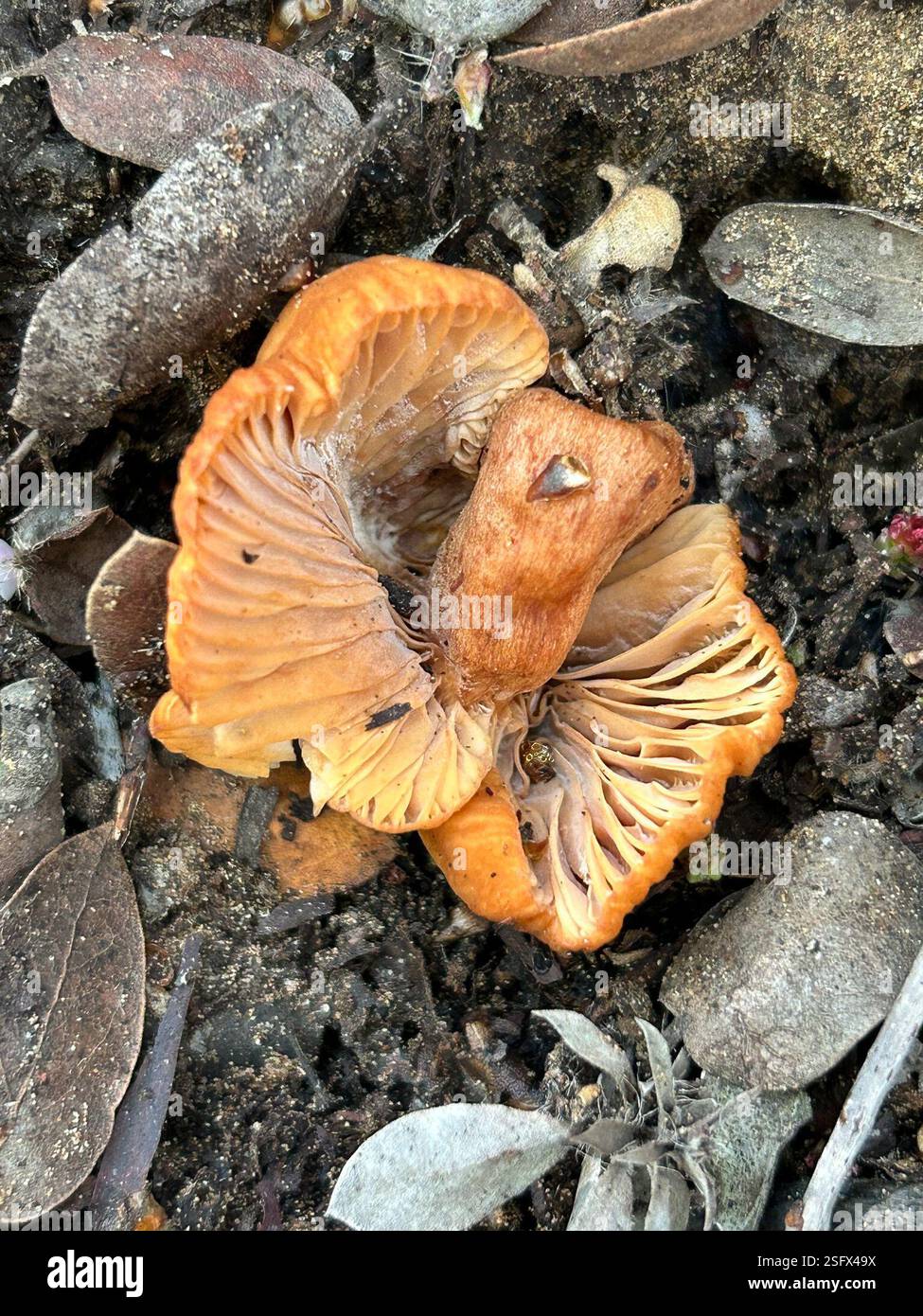 Candy Cap (Lactarius rubidus), Fungi, Los Osos, CA, US Stock Photo - Alamy