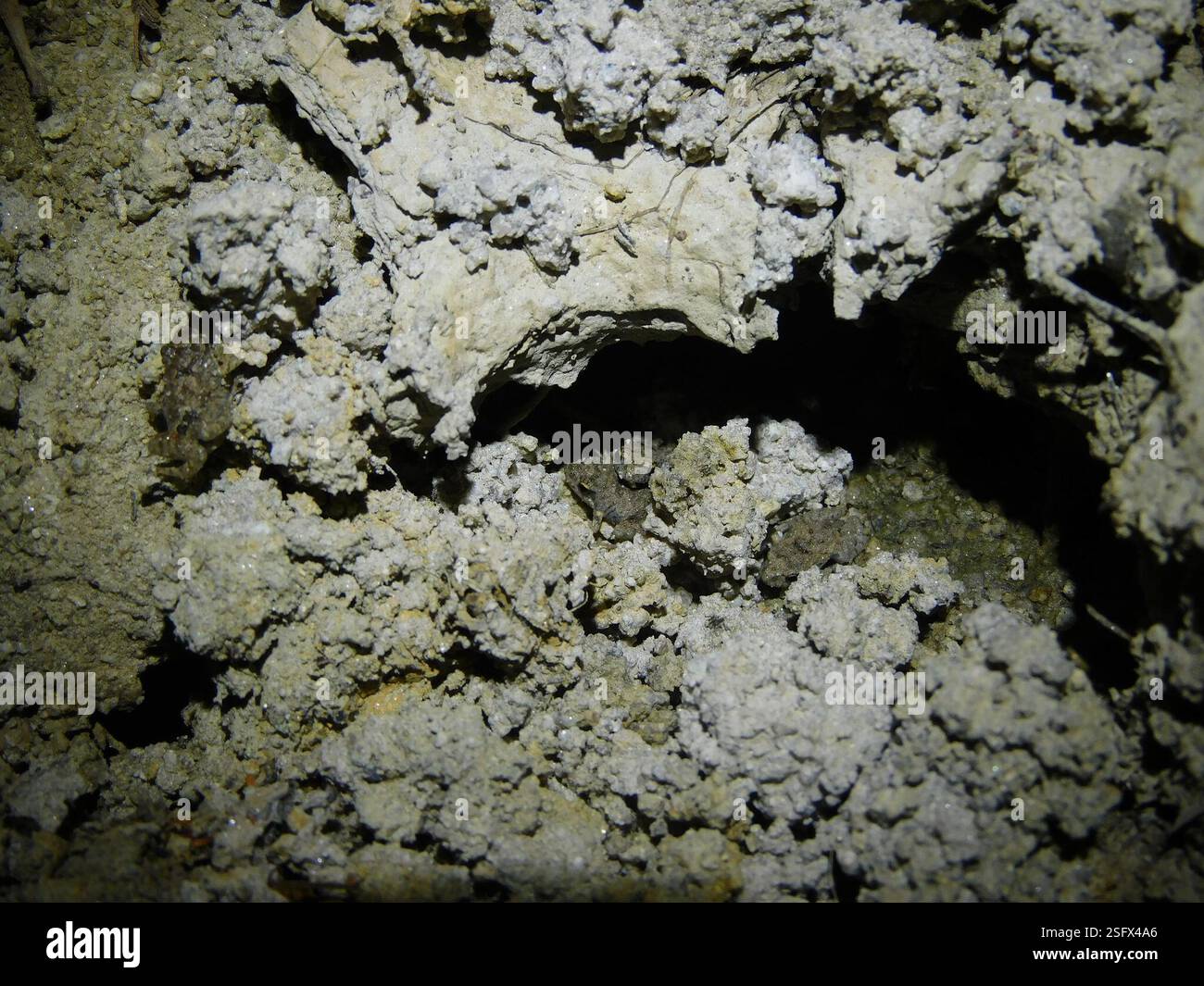 Typical Froglets (Crinia), Amphibia, Euroa VIC 3666, Australia Stock ...