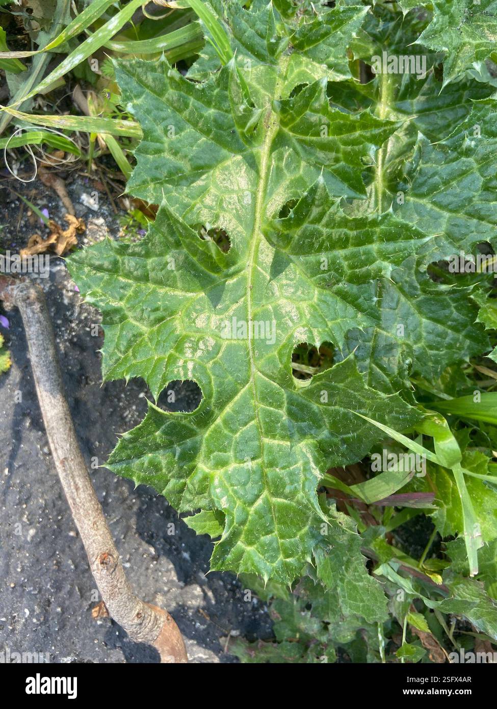 Italian thistle (Carduus pycnocephalus), Plantae, Los Angeles County ...