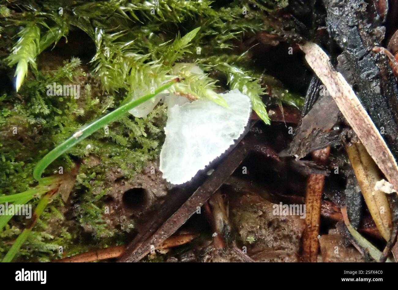 (Marasmiineae), Fungi, Auckland, Waitemata Harbour, Kauri Point ...