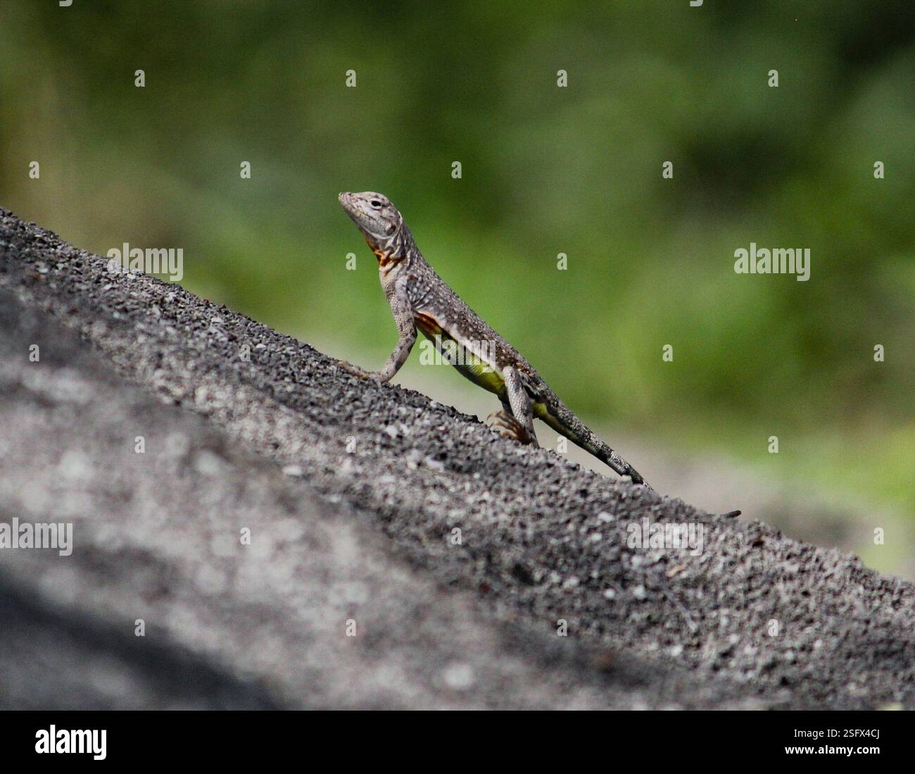 Zebra-tailed Lizard (Callisaurus draconoides), Reptilia, 84954 Son ...
