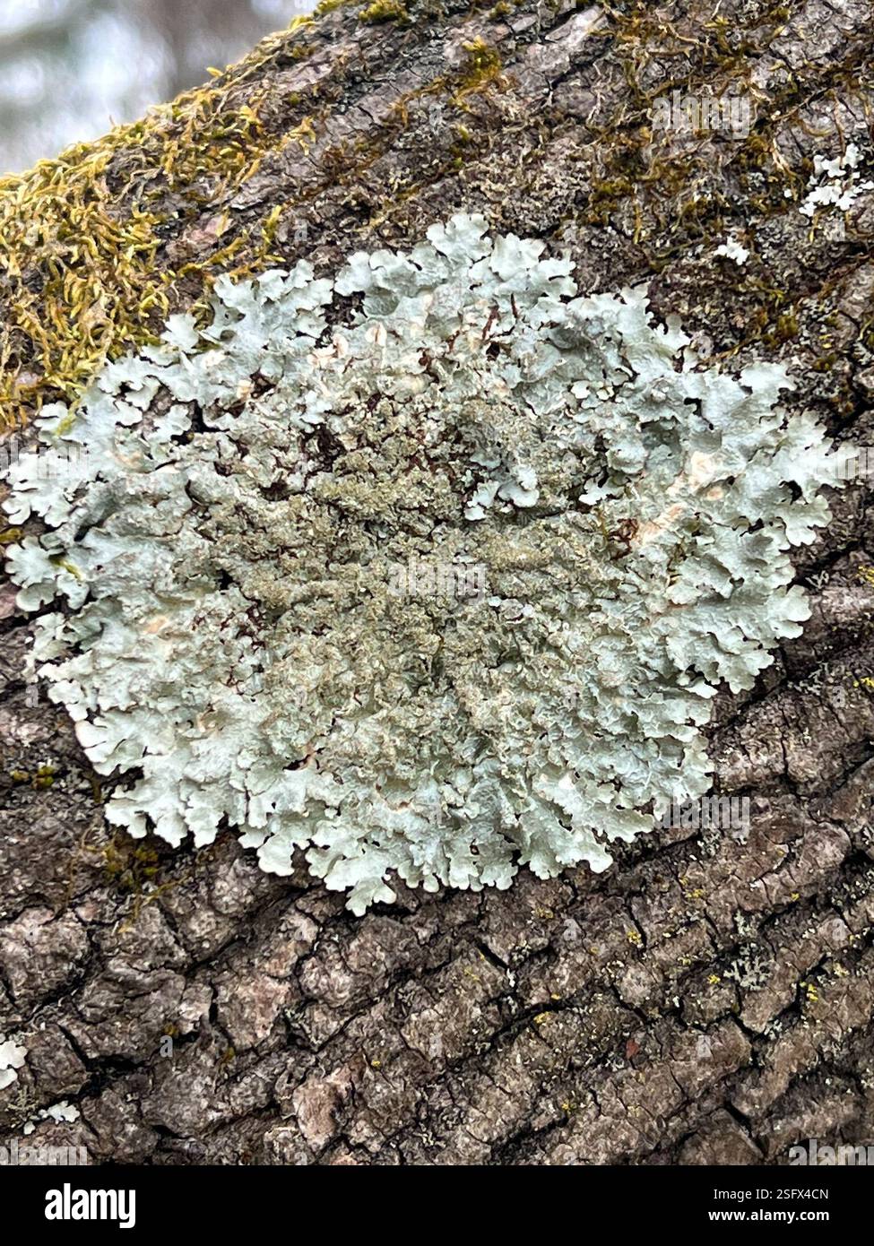 common greenshield lichen (Flavoparmelia caperata), Fungi, Quiet Waters ...