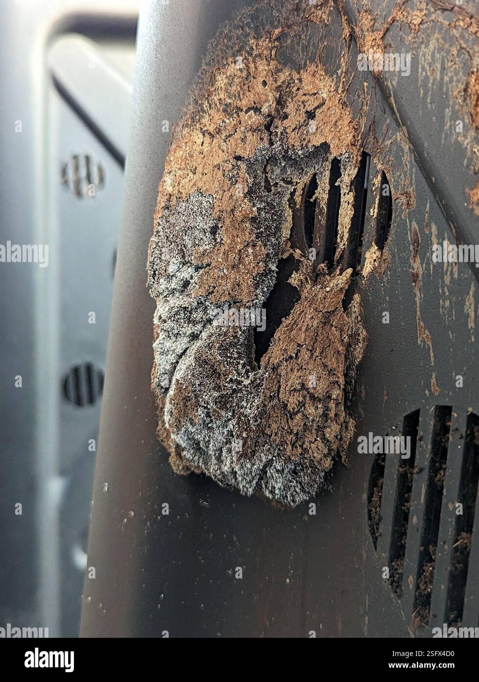 Formosan subterranean termite (Coptotermes formosanus), Insecta, Denham ...