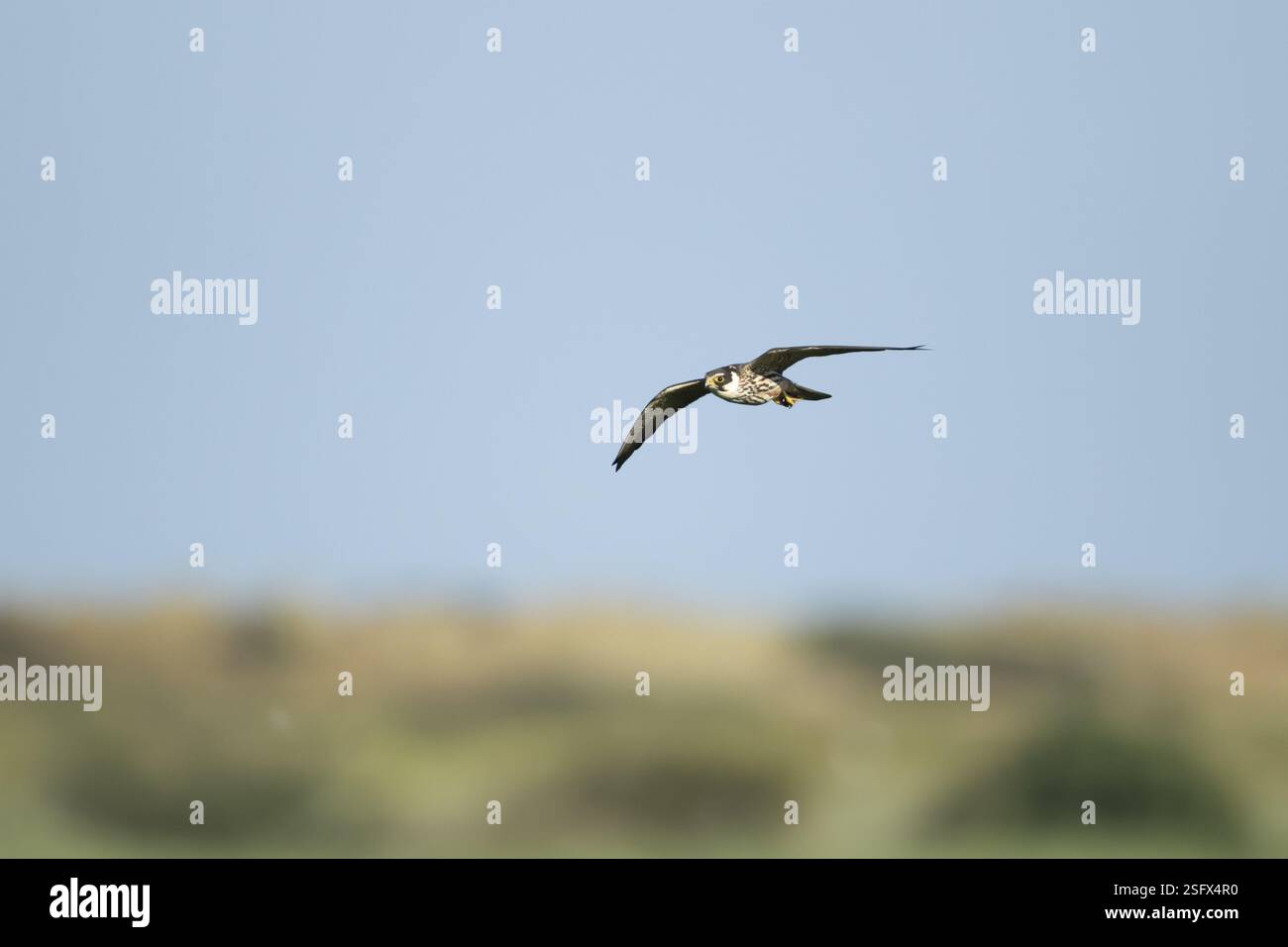 Hobby (Falco subbuteo) falcon adult bird of prey flying, England ...