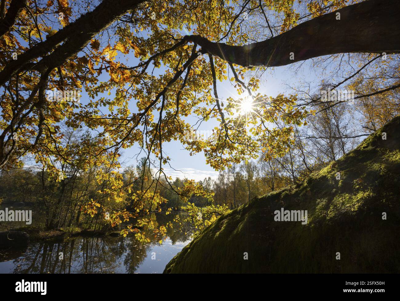 Fish pond with granite rocks and autumn-coloured oak in the Blockheide ...