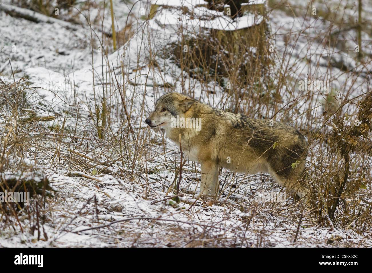 A submissive eurasian gray wolf (Canis lupus lupus) anxiously watches ...
