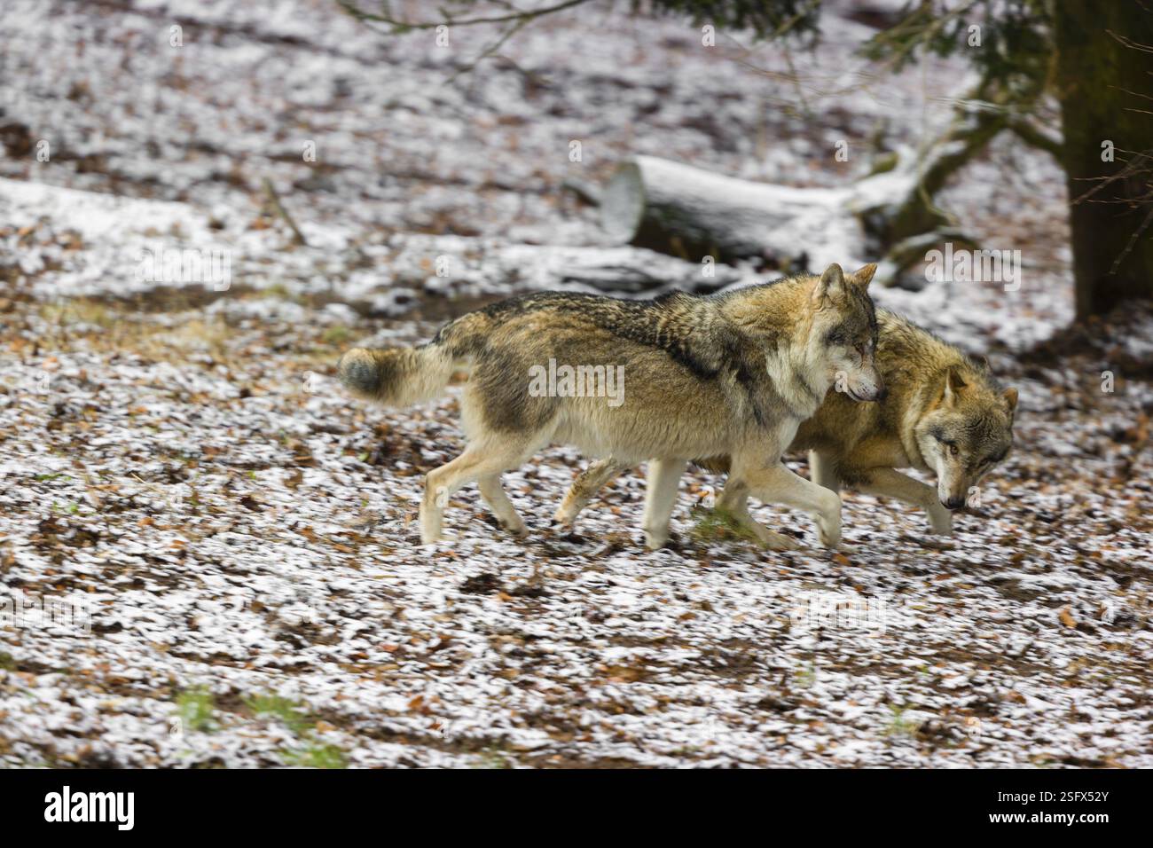 Two adult male eurasian gray wolves (Canis lupus lupus), social ...