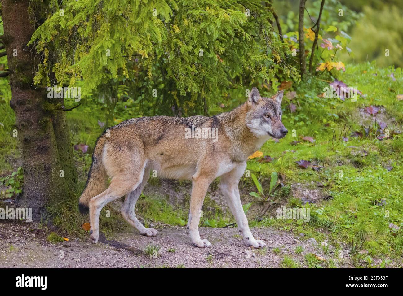 A eurasian gray wolf (Canis lupus lupus) stands in the green undergrowth at a forest edge Stock ...