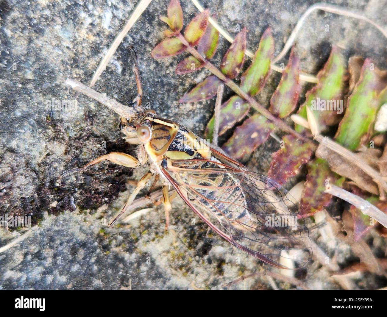 Variable Cicada (Kikihia muta), Insecta, Hastings, NZ-HB, NZ Stock ...