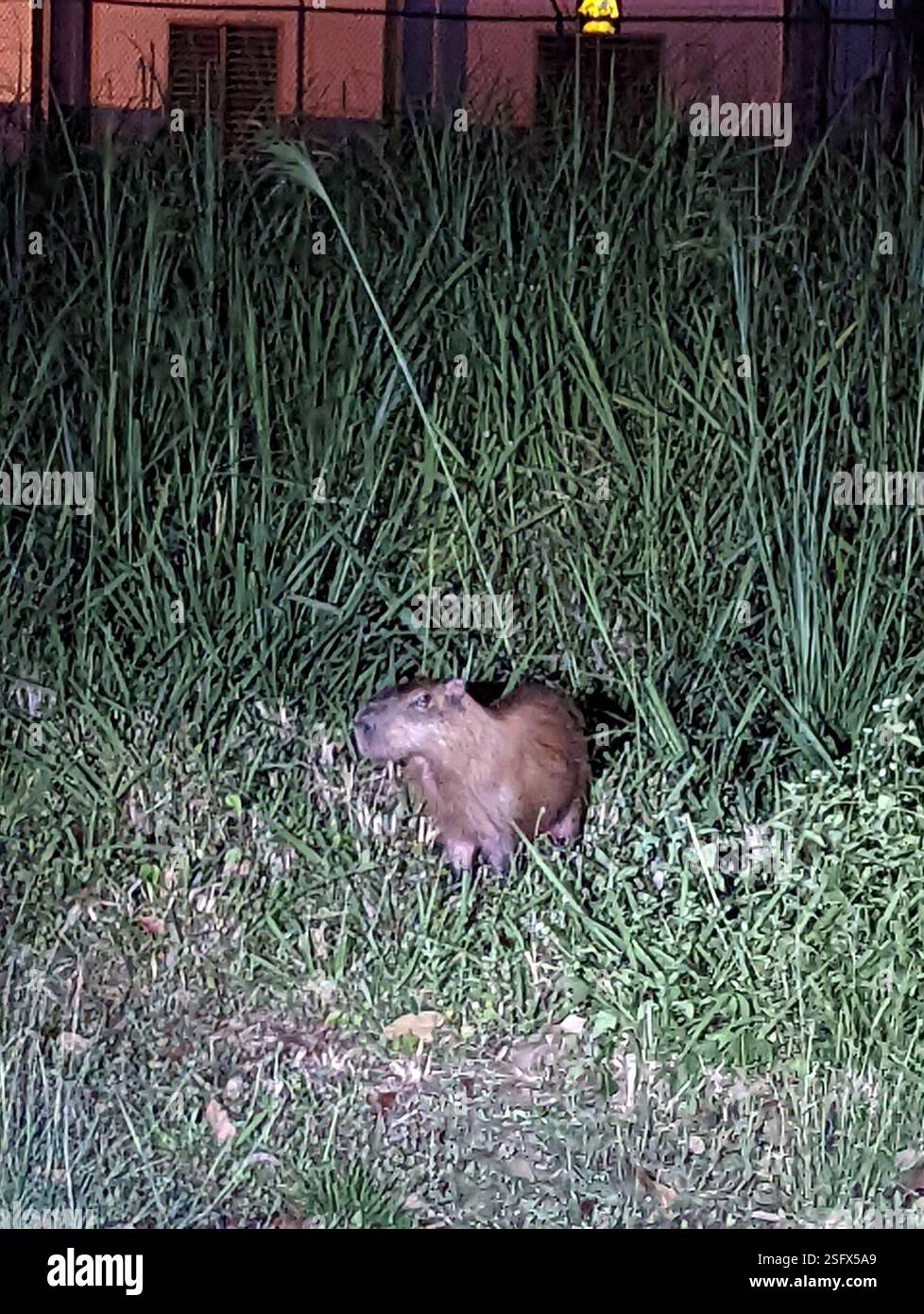 Lesser Capybara (Hydrochoerus isthmius), Mammalia, 479P+F5G, Gamboa ...