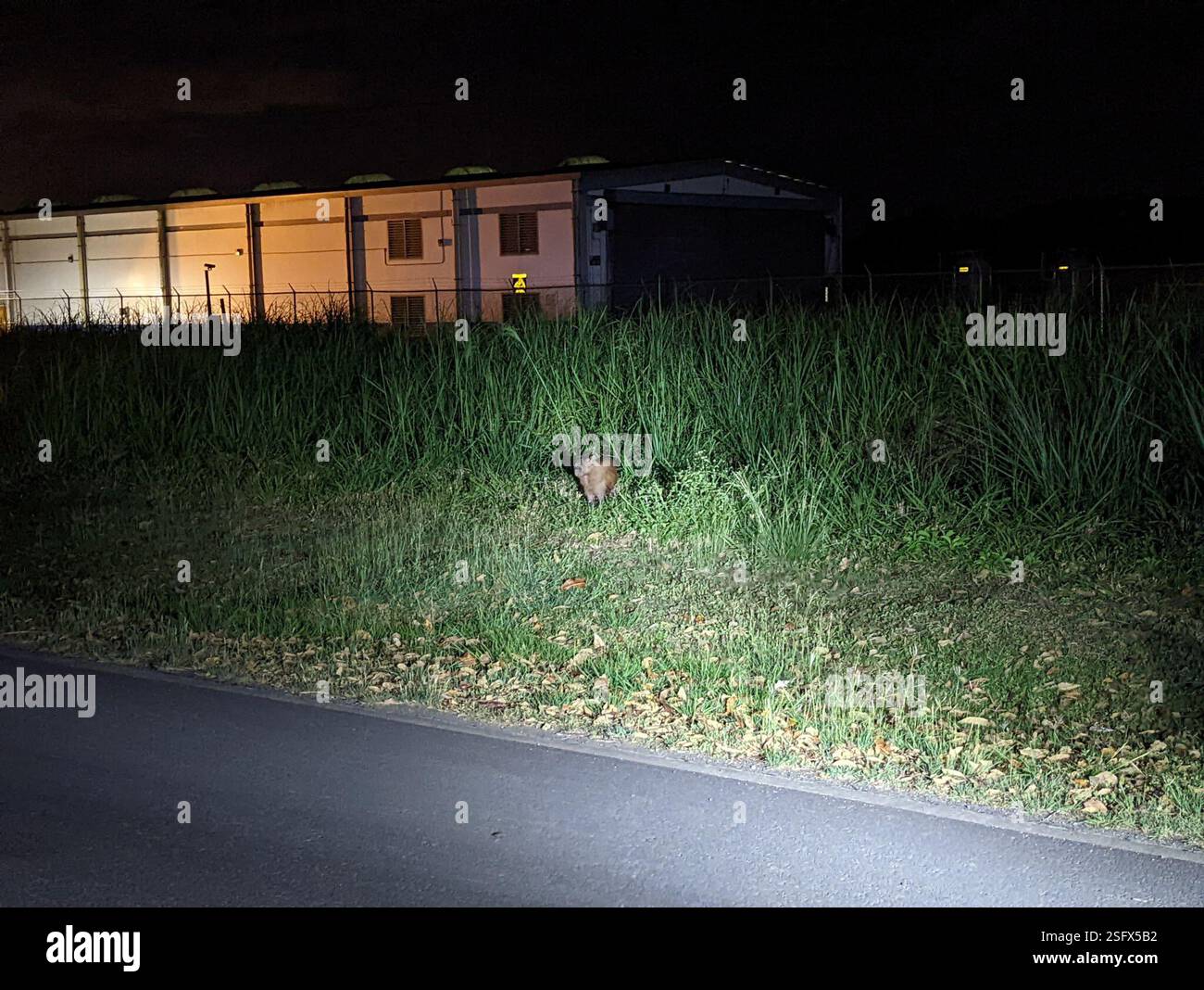 Lesser Capybara (Hydrochoerus isthmius), Mammalia, 479P+F5G, Gamboa ...