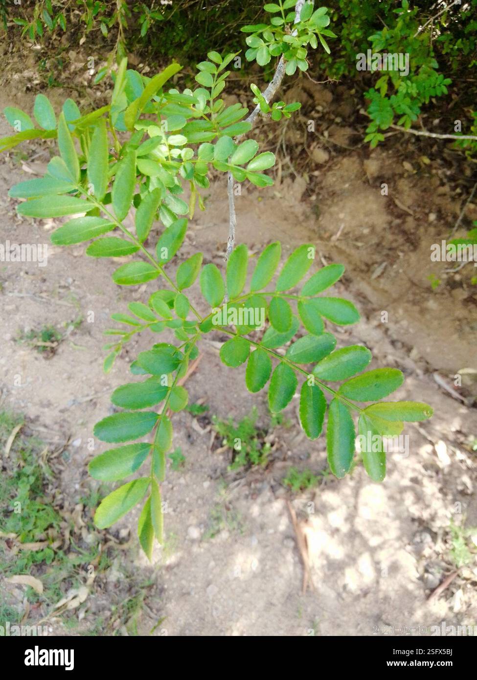 Lime Prickly-ash (Zanthoxylum fagara), Plantae, 37000 Departamento de ...