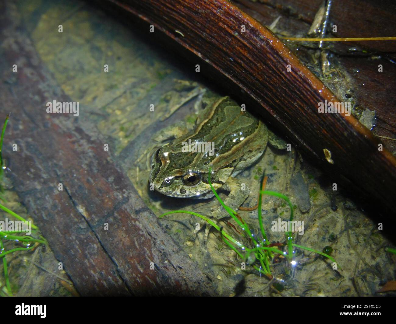 Common Eastern Froglet (Crinia signifera), Amphibia, Hobart TAS ...