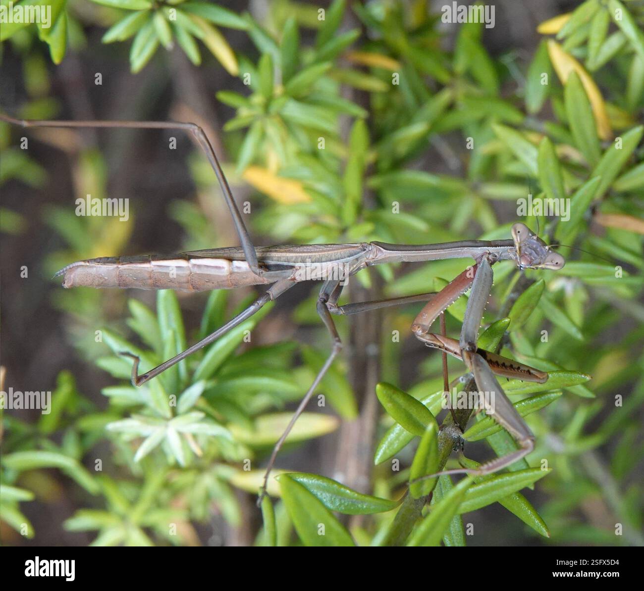 False Garden Mantis (Pseudomantis albofimbriata), Insecta, Heathmont ...