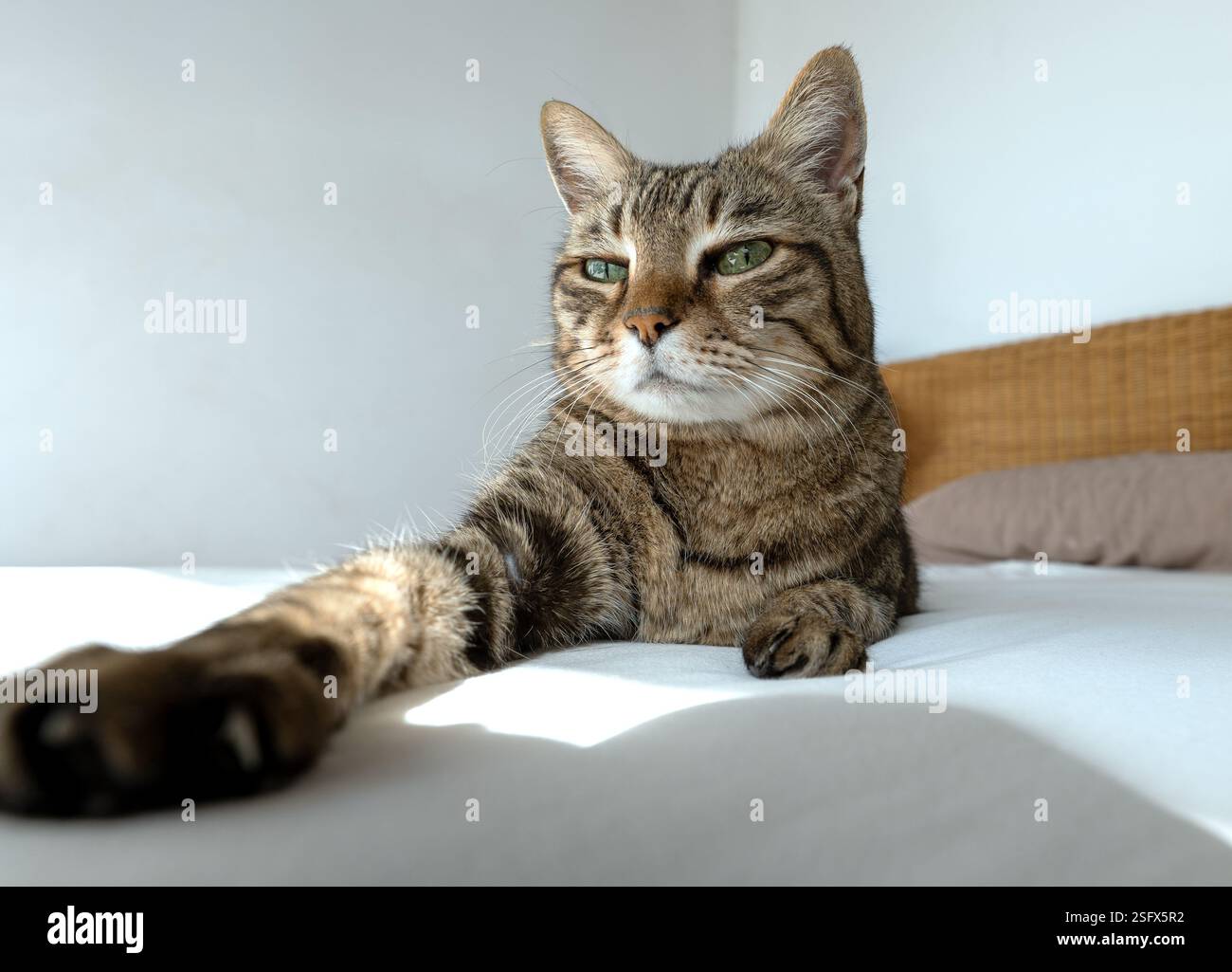 Critical look of a domestic cat lying on the bed Stock Photo - Alamy