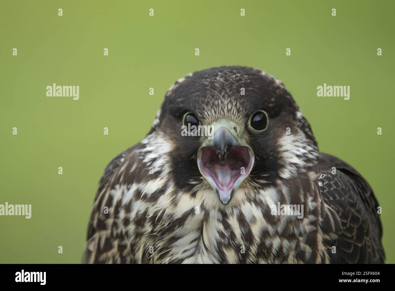 Peregrine falcon (Falco peregrinus) juvenile bird of prey calling ...