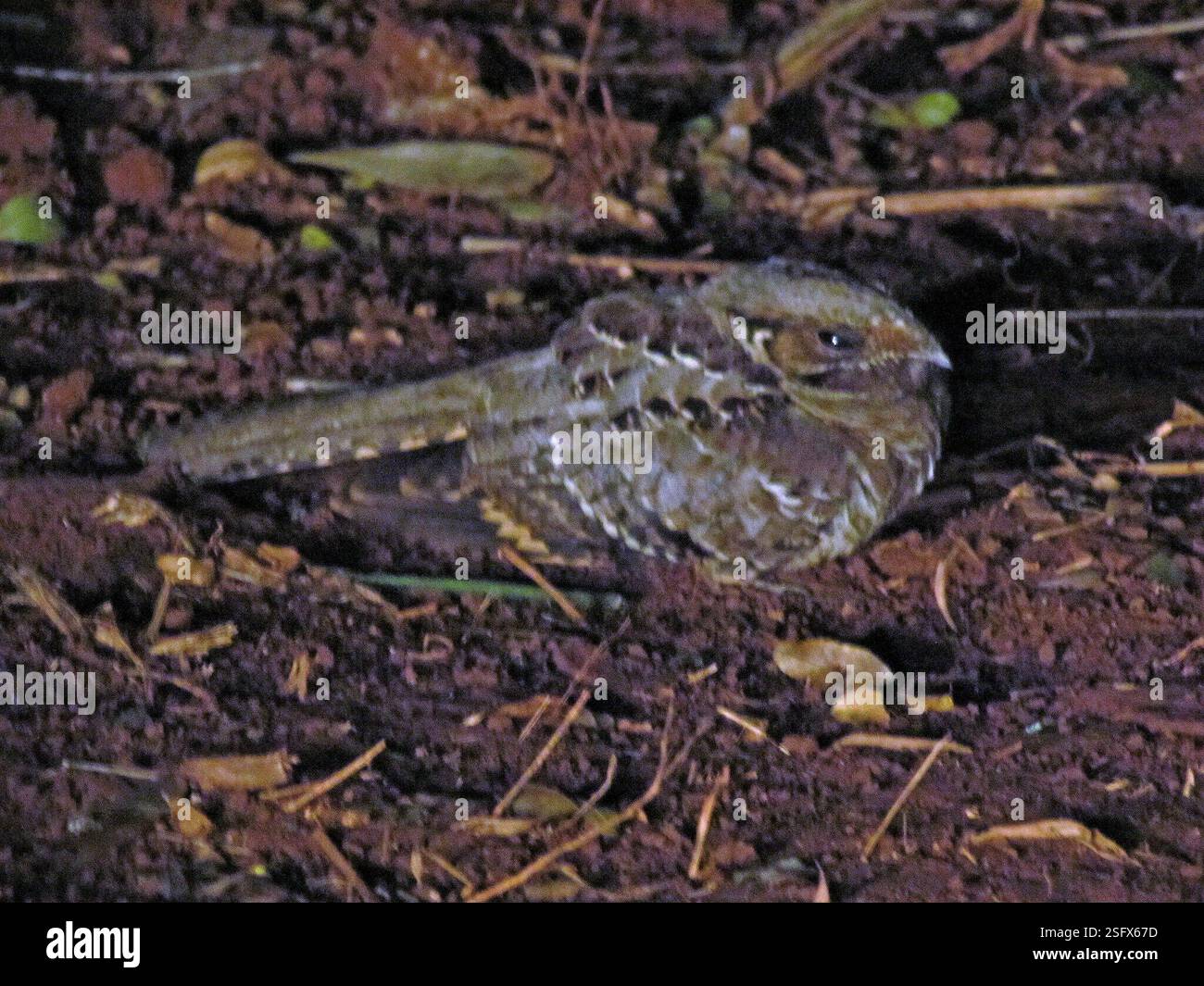 Common Pauraque (Nyctidromus albicollis), Aves, Guaraní, Misiones ...